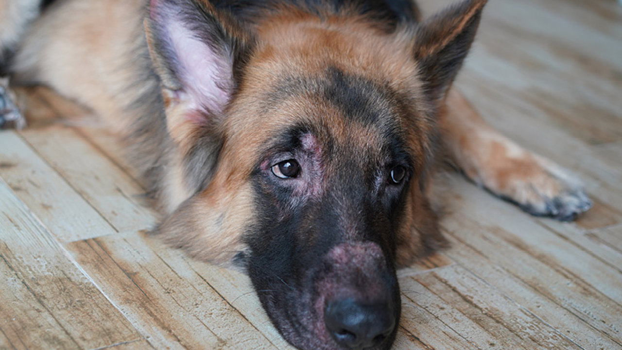 Leishmaniose Bei Hunden: Symptome Und Behandlung – VNUMS