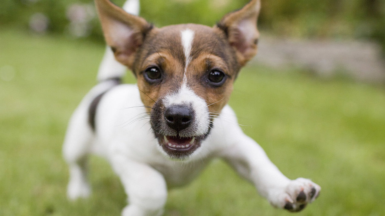 Welpen-Wissen - mera - The Petfood Family