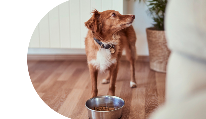 Fütterung kleine Hunde - mera - The Petfood Family