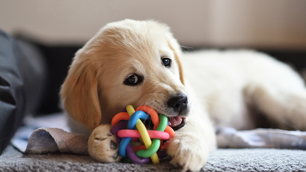 Erstautsstattung für den Hund – Das braucht er! - mera - The Petfood Family