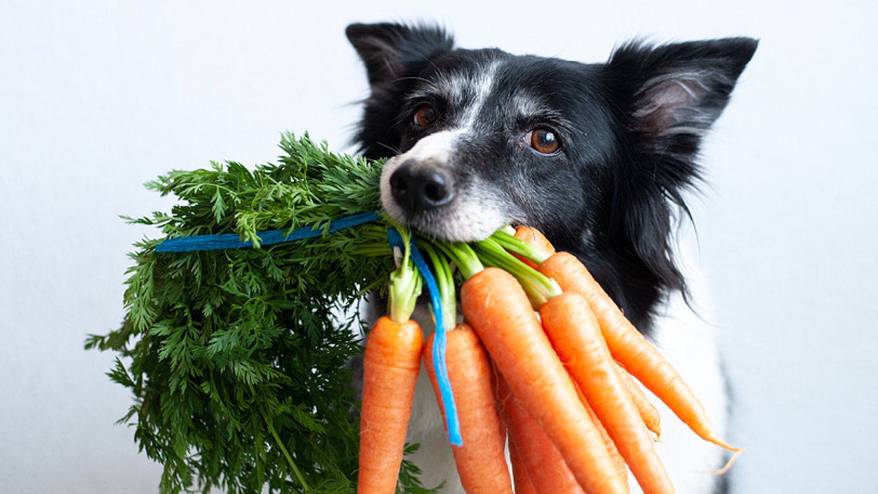 Welches Gemüse dürfen Hunde essen? - mera - The Petfood Family