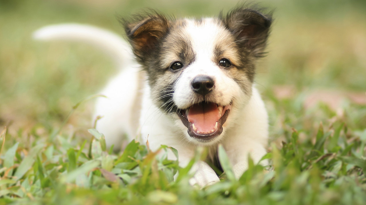 Ein Welpe zieht ein – Die besten Tipps!