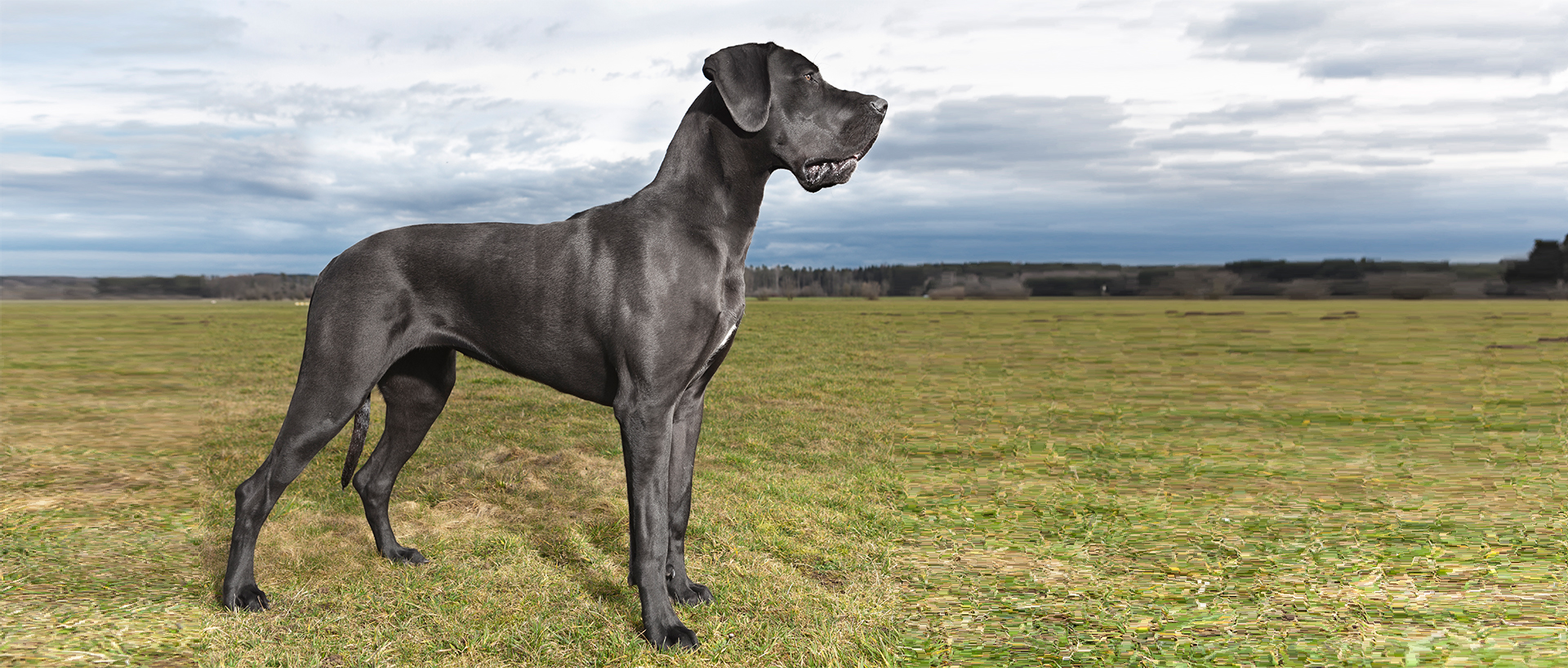 Deutsche Dogge – Rasseportrait