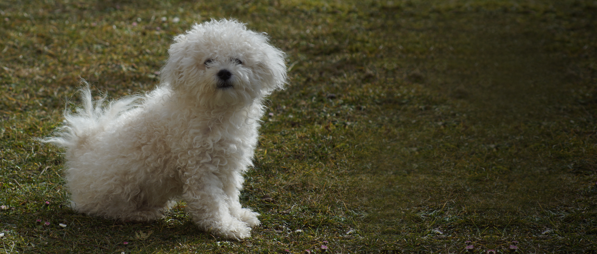 Bologneser – Rasseportrait - mera - The Petfood Family