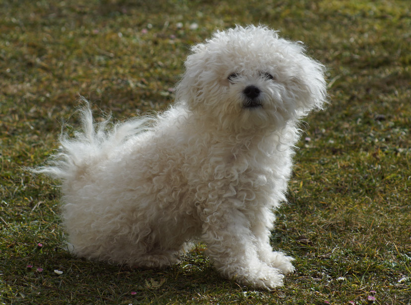 Hunderassen - Welcher Hund passt zu mir? | MERA Petfood - mera - The Petfood Family