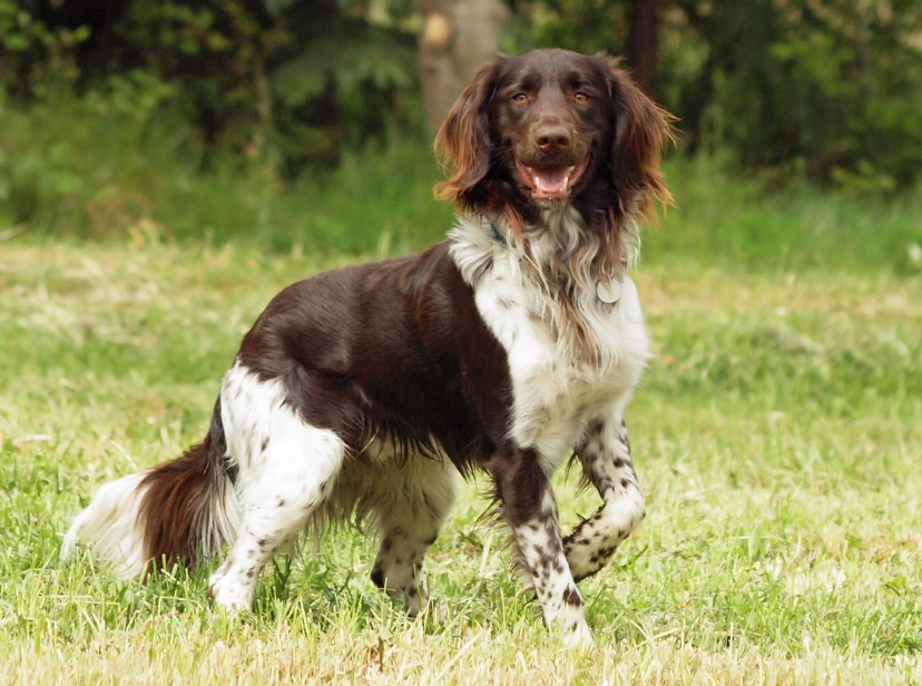 Hunderassen - Welcher Hund passt zu mir? | MERA Petfood - mera - The Petfood Family