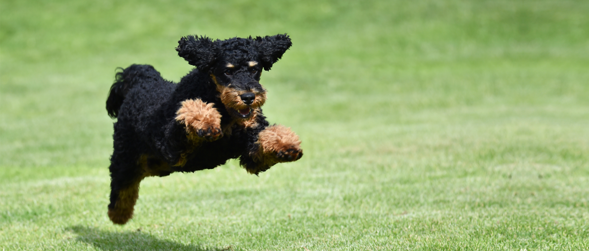 Hunderasse - Toypudel – Rasseportrait