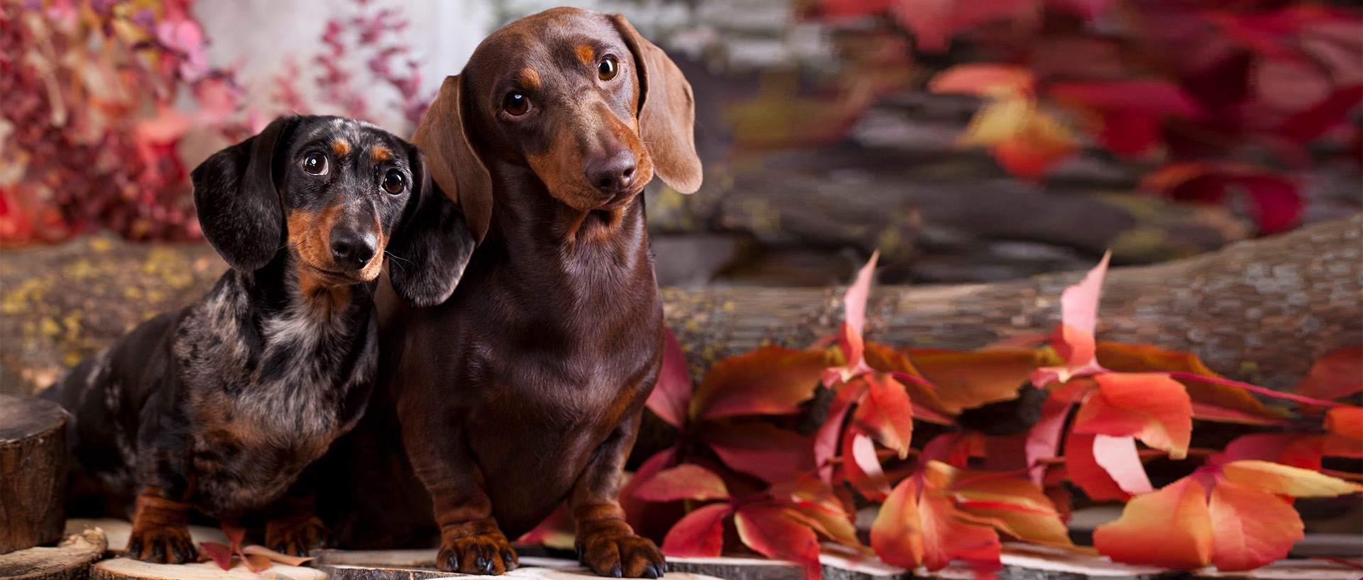 Hunderasse - Dackel – Rasseportrait