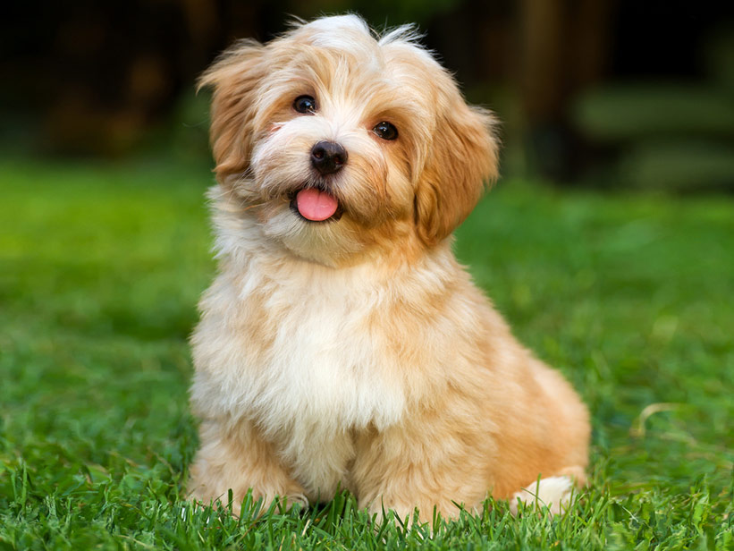 Hunderassen - Welcher Hund passt zu mir? | MERA Petfood