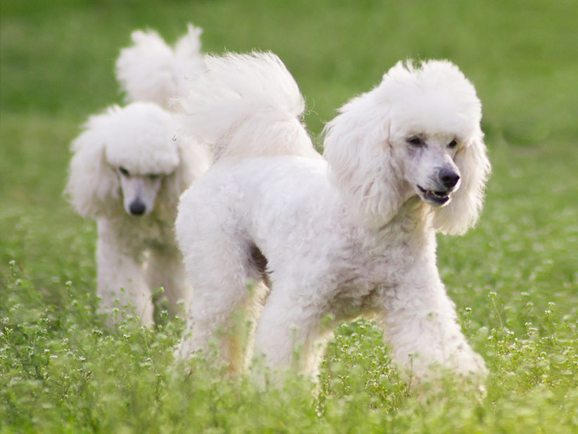 Hunderassen - Welcher Hund passt zu mir? | MERA Petfood